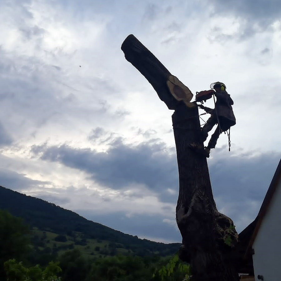 Portofoliu Lucrari Tăiere Copaci Romania • Taiere-Copaci.ro